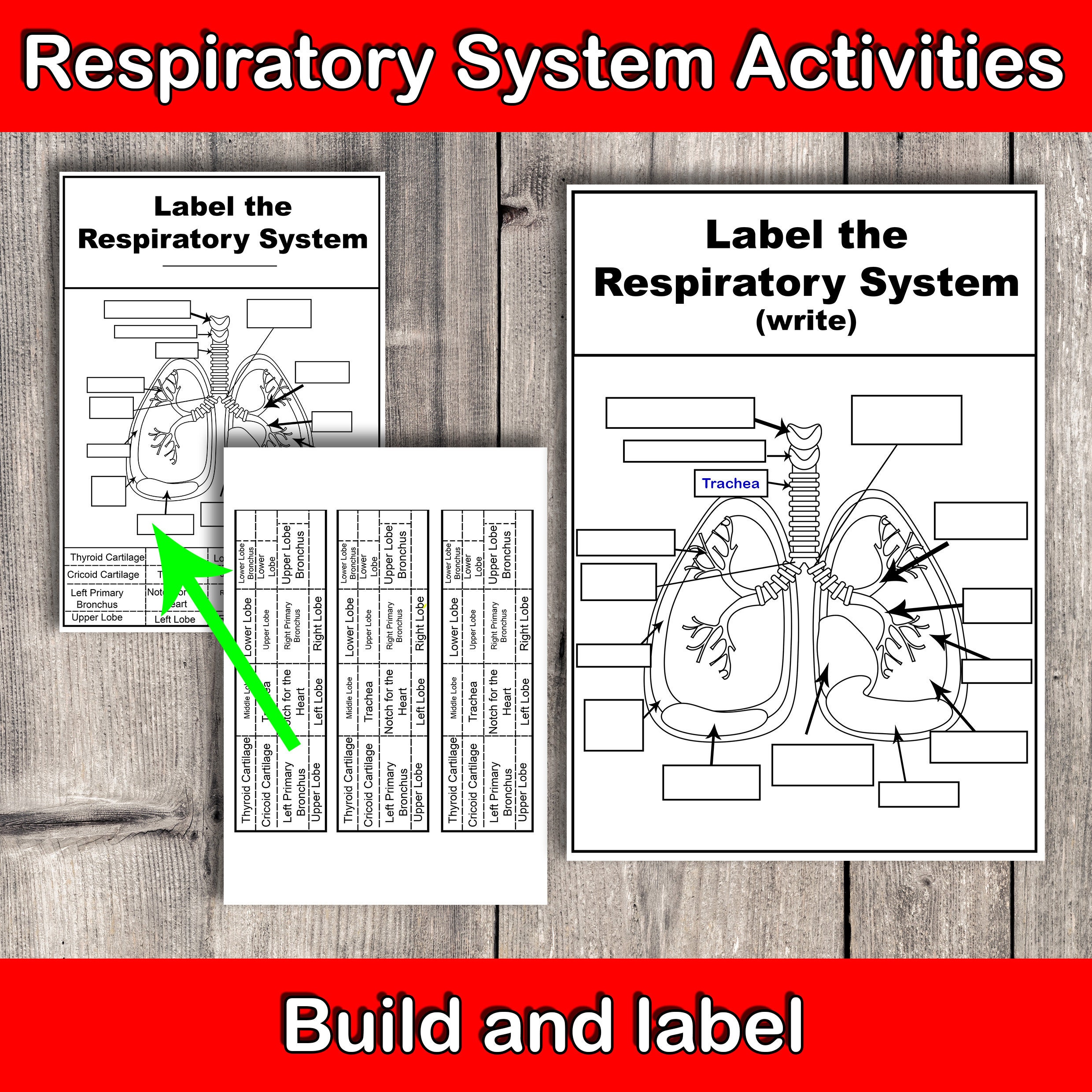 Respiratory System Activities Build and Label the Human Lungs - Etsy