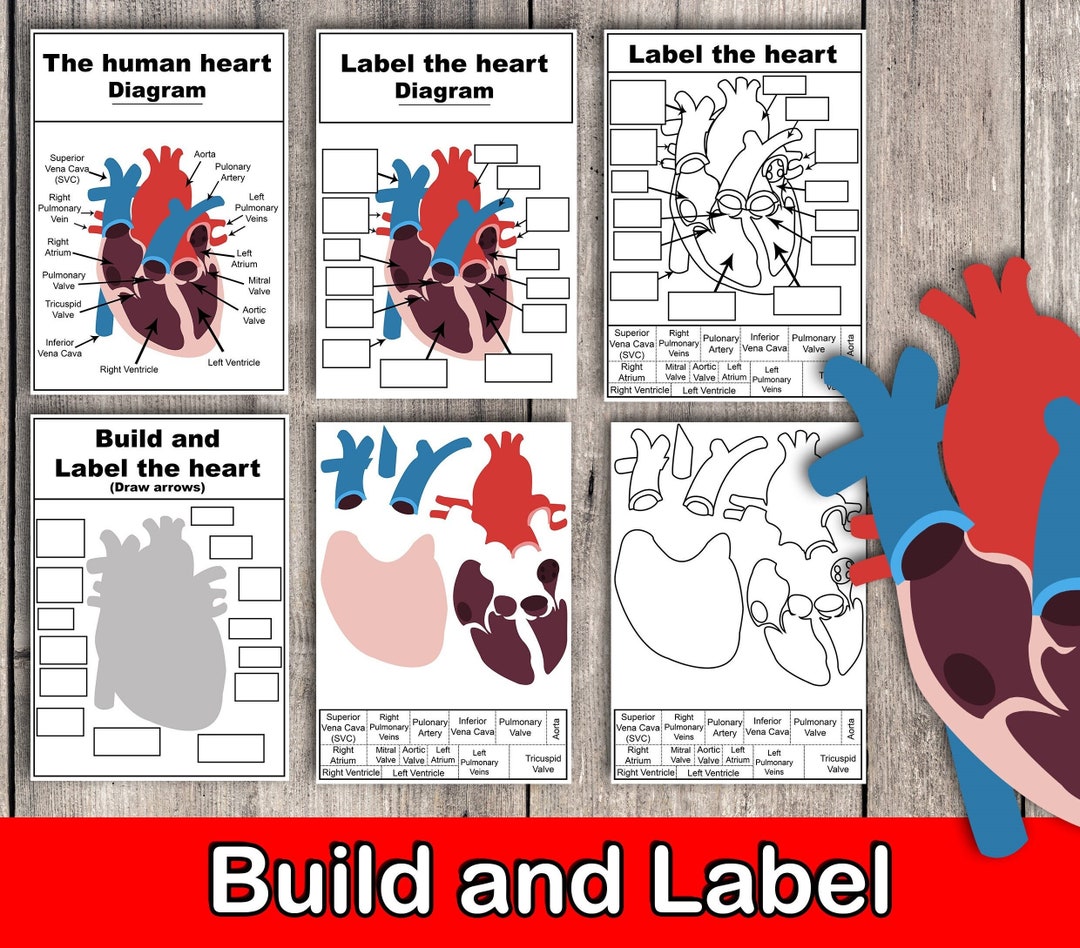 Label the Heart Poster, Human Heart Anatomy Craft, Build and Label ...