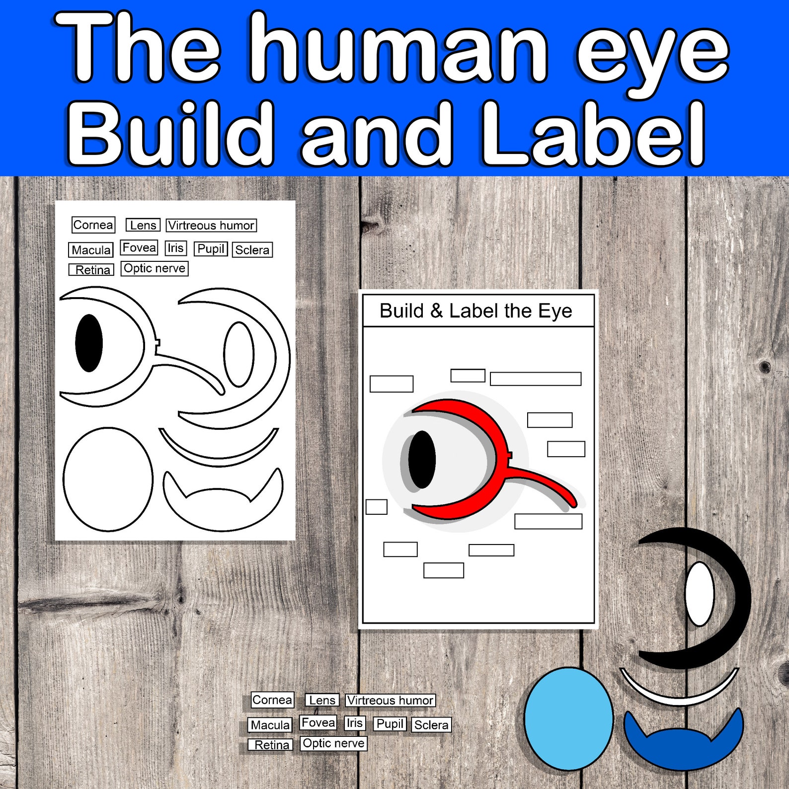 The Human Eye, Build and Label the Eye , Biology, Human Anatomy Poster ...