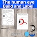 The Human Eye, Build and Label the Eye , Biology, Human Anatomy Poster ...