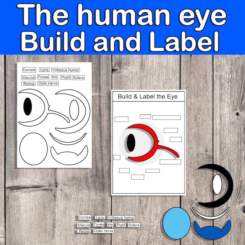 The Human Eye, Build and Label the Eye , Biology, Human Anatomy Poster ...