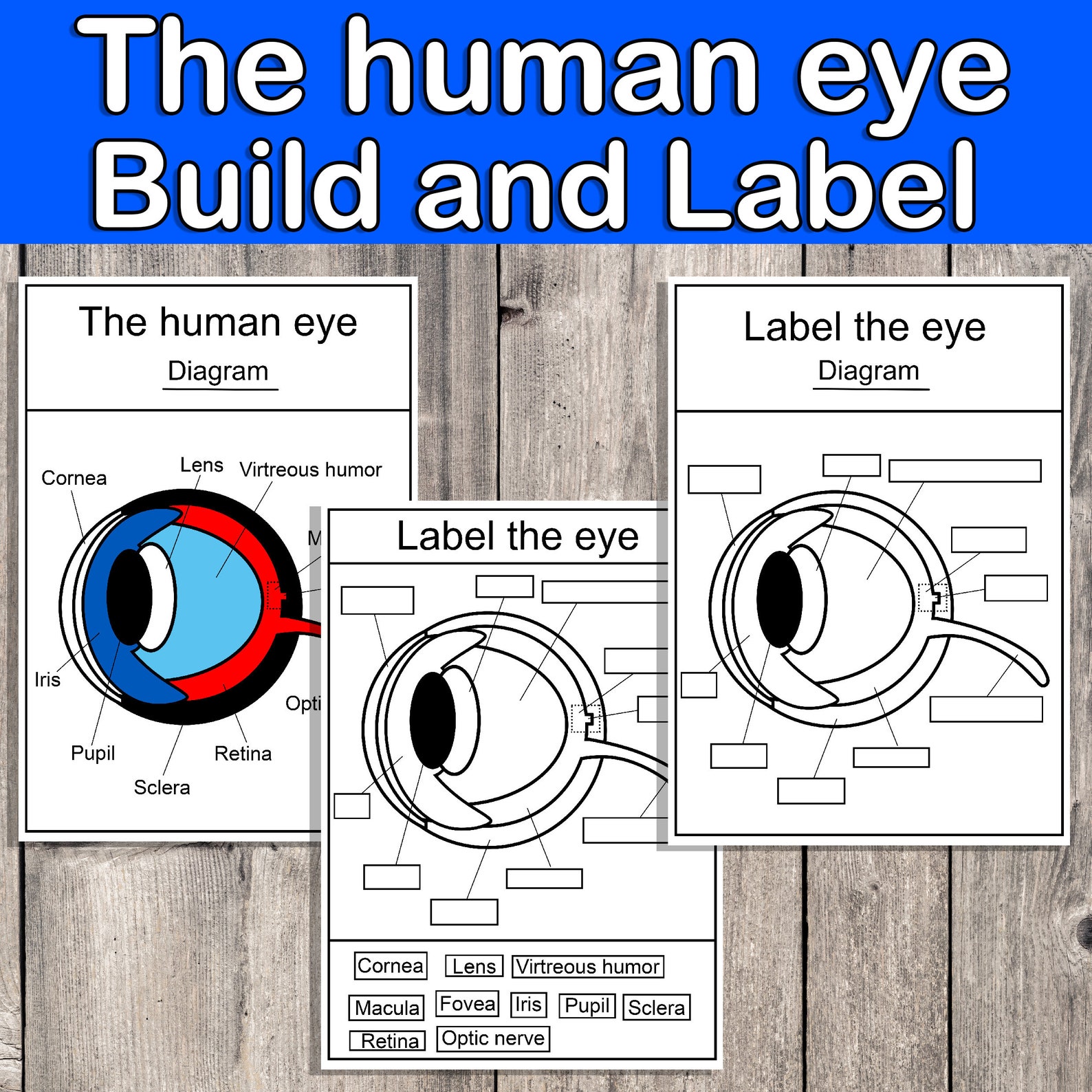 The Human Eye, Build and Label the Eye , Biology, Human Anatomy Poster ...