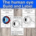 The Human Eye, Build and Label the Eye , Biology, Human Anatomy Poster ...