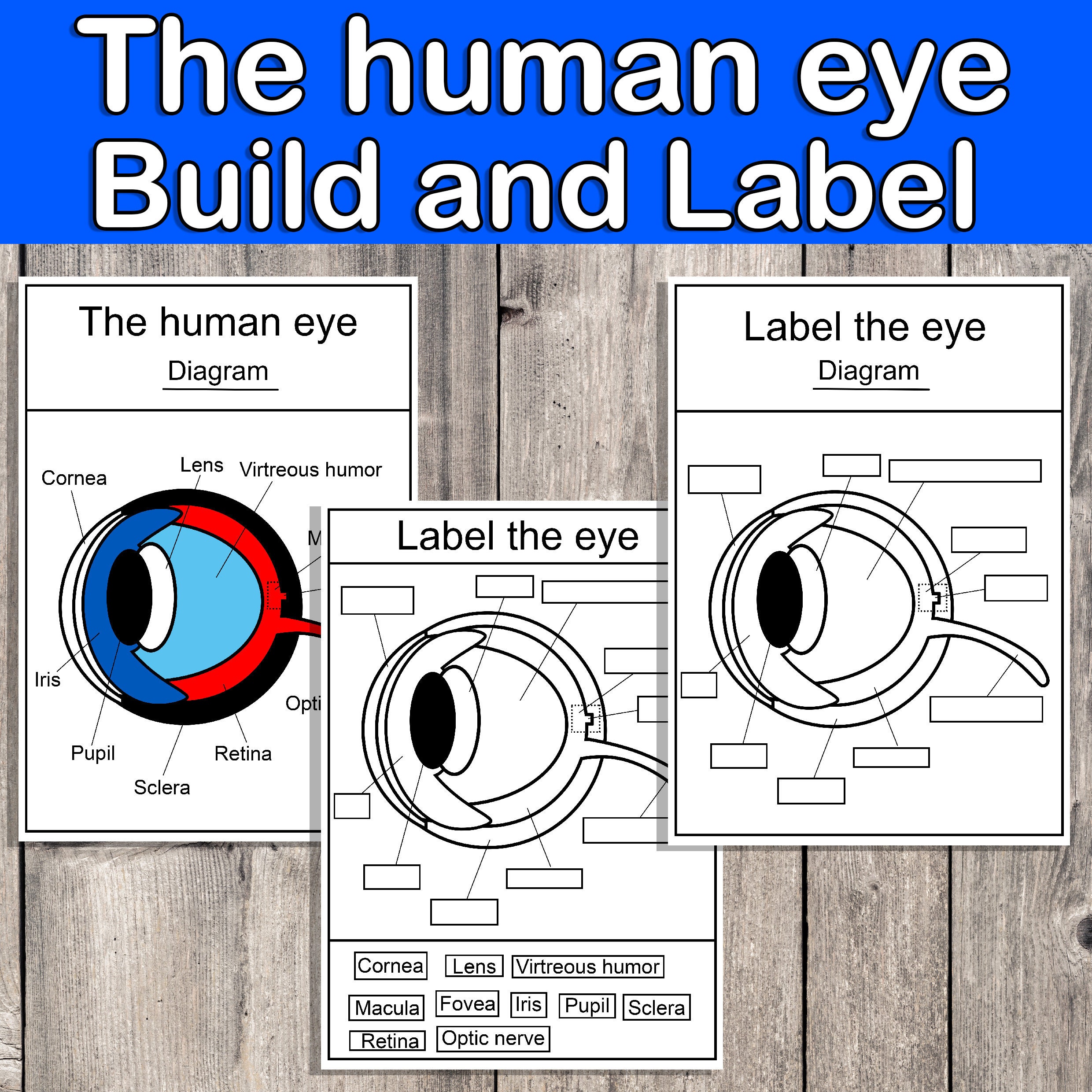 The Human Eye, Build and Label the Eye , Biology, Human Anatomy Poster ...