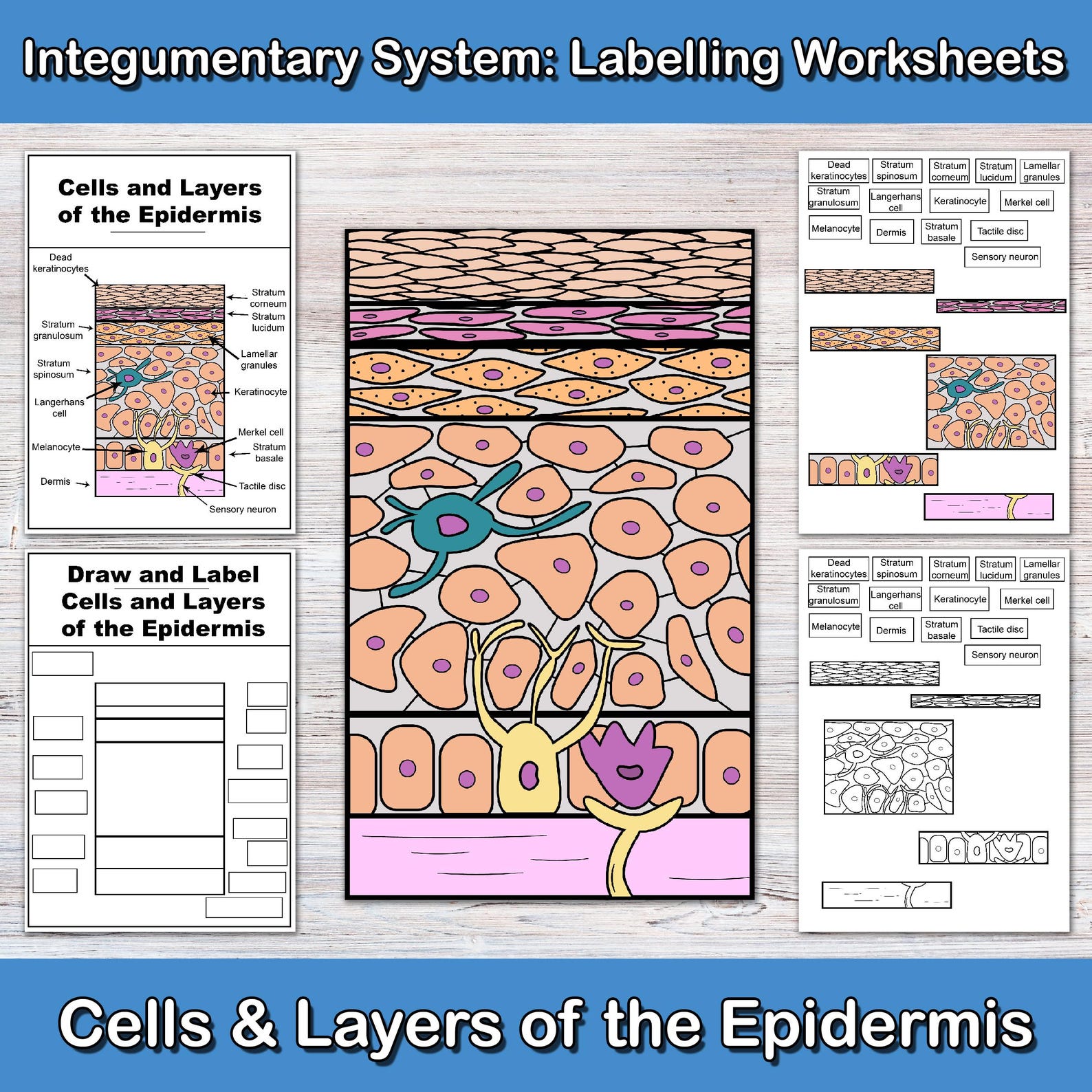Build and Label the Integumentary System | Anatomy Worksheets | Skin ...