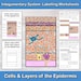 Build and Label the Integumentary System | Anatomy Worksheets | Skin ...