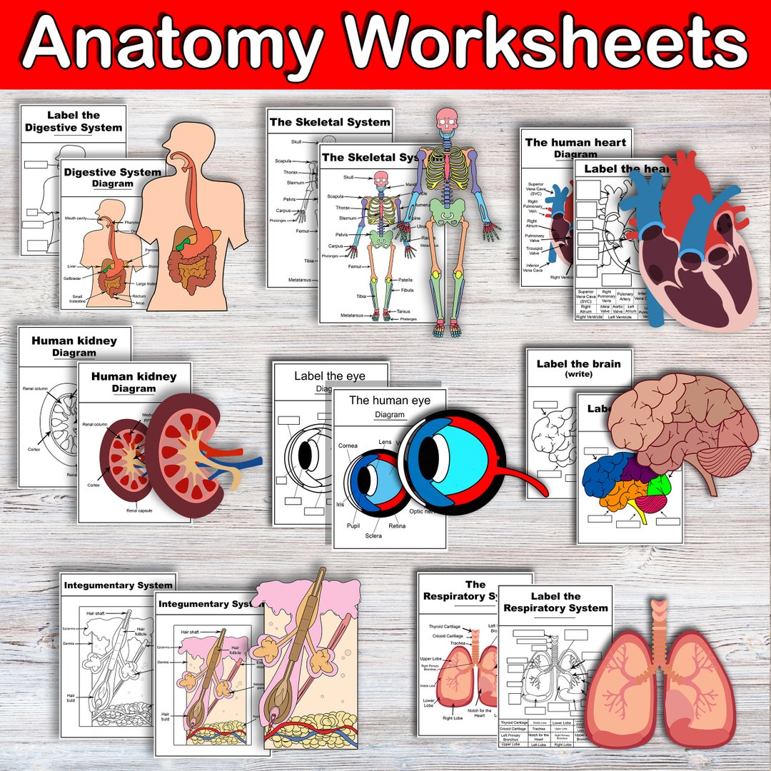 Anatomy Worksheet Bundle | Build and Label the Human Body | Human ...
