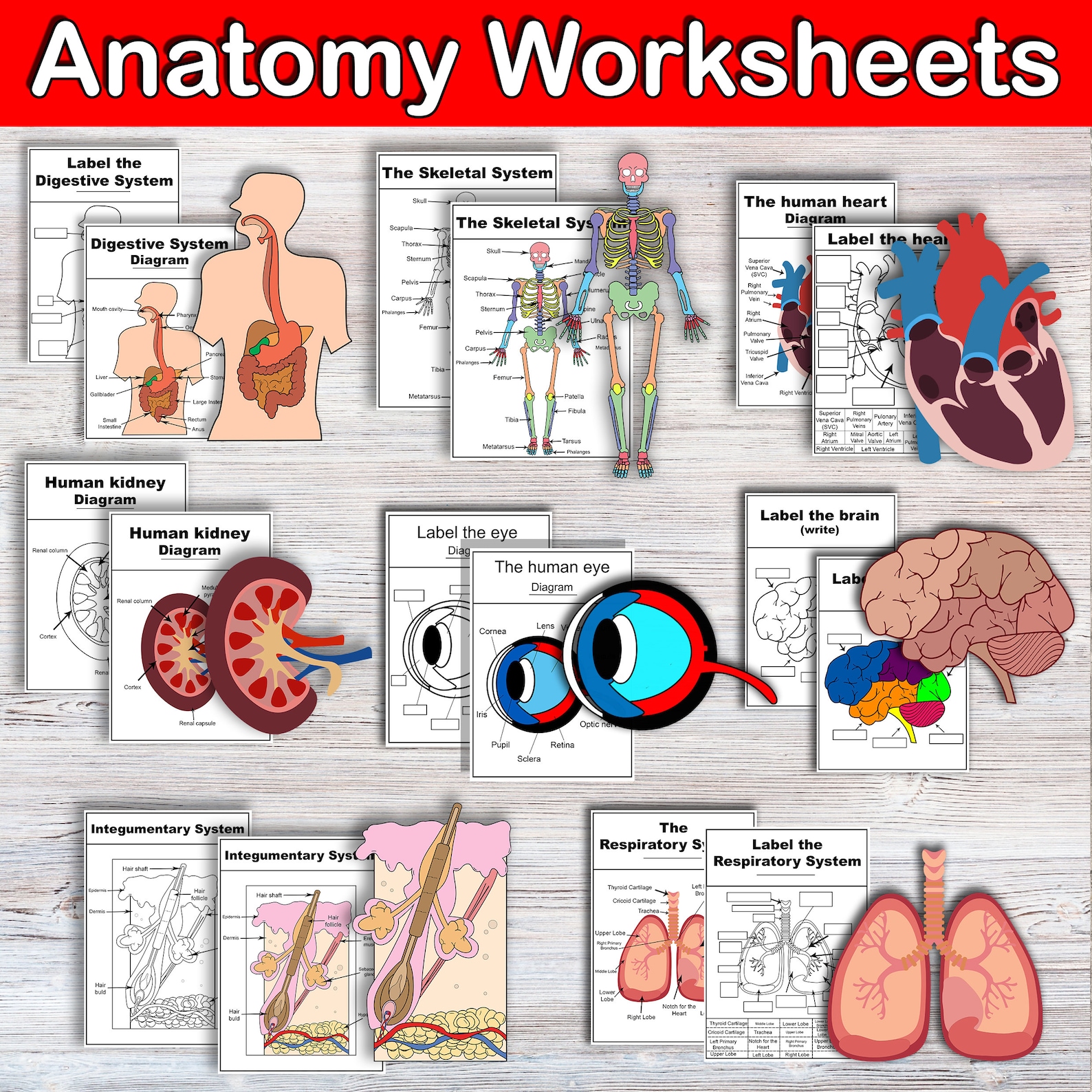 Anatomy Worksheet Mega Bundle | Build and Label the Human Body | Human ...