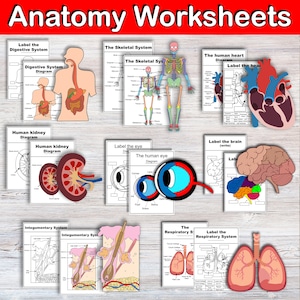 Anatomy Worksheet Mega Bundle | Build and Label the Human Body | Human ...