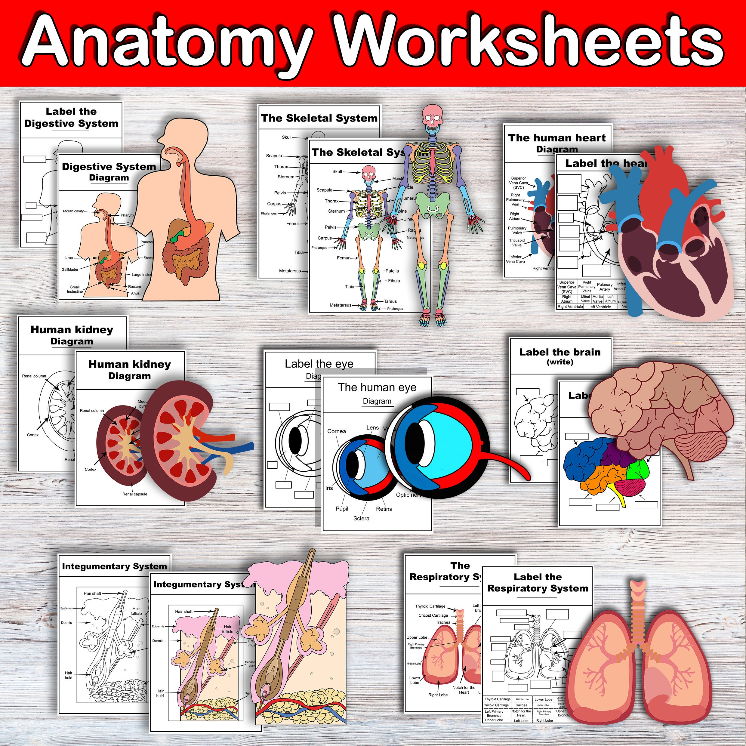 Anatomy Worksheet Mega Bundle | Build and Label the Human Body | Human ...