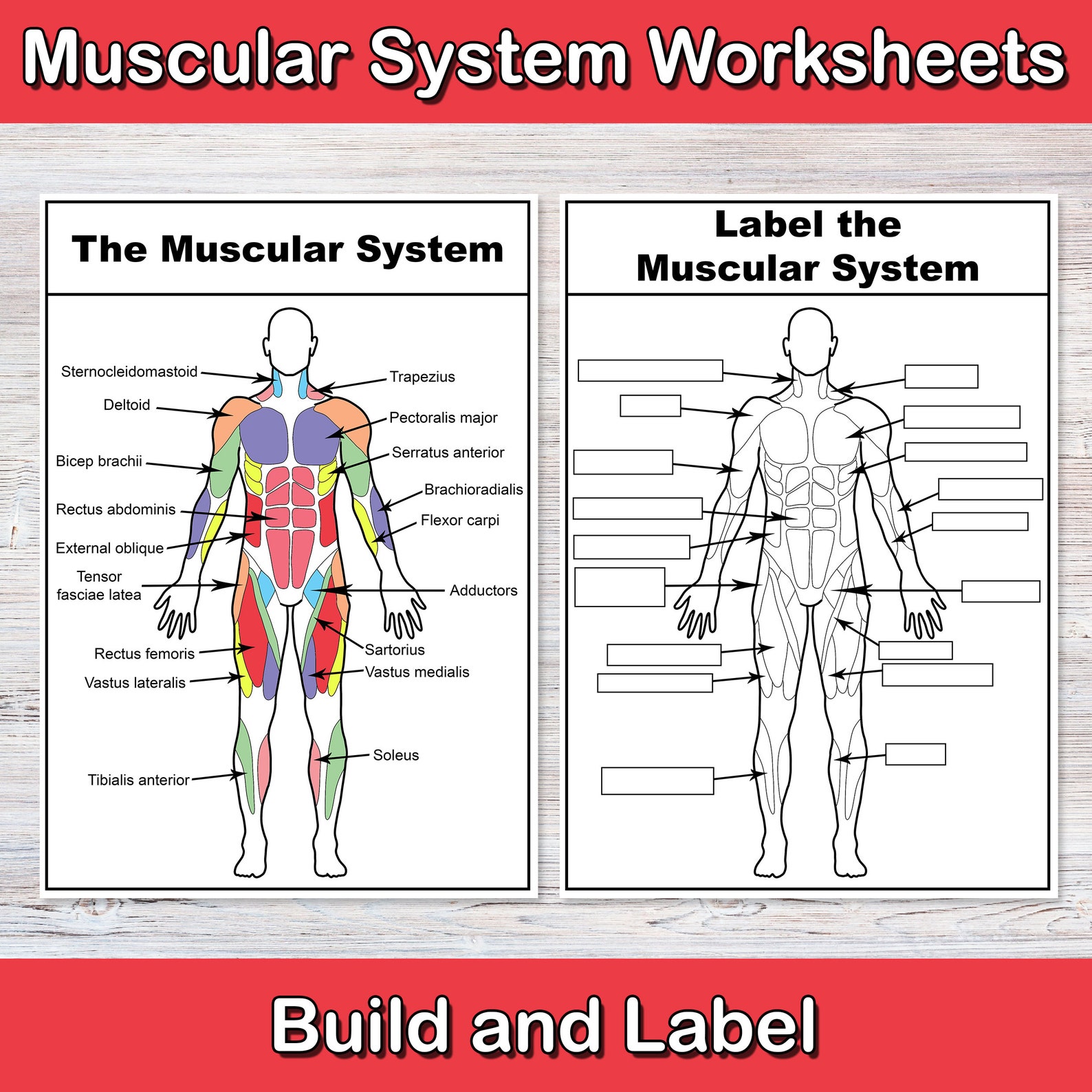 Build and Label the Muscular System | Anatomy Worksheets | Muscle ...