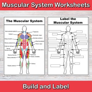 Build and Label the Muscular System | Anatomy Worksheets | Muscle ...