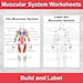 Build and Label the Muscular System | Anatomy Worksheets | Muscle ...