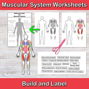 Build and Label the Muscular System | Anatomy Worksheets | Muscle ...