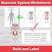 Build and Label the Muscular System | Anatomy Worksheets | Muscle ...