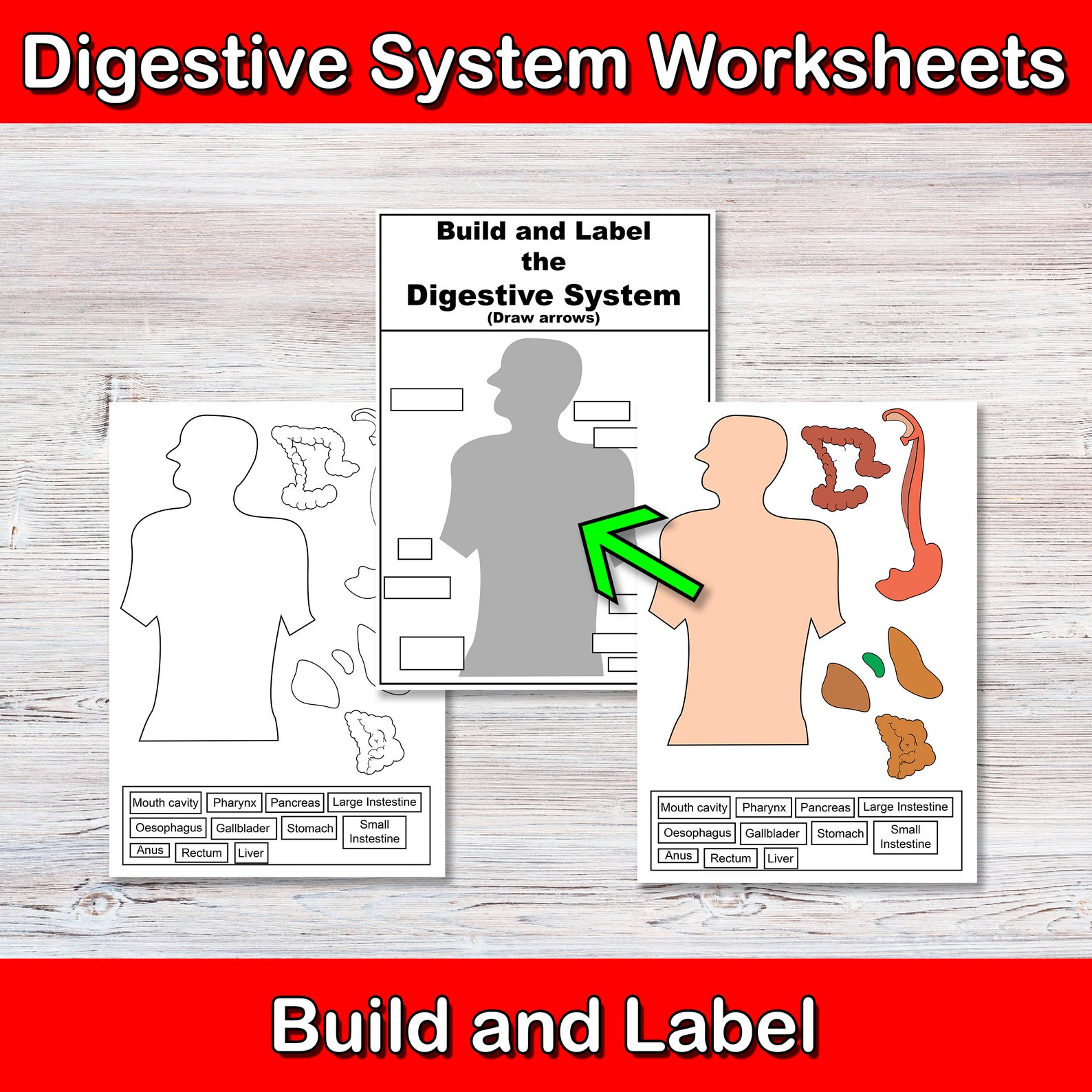 Build and Label the Digestive System | Anatomy Worksheets | Middle ...