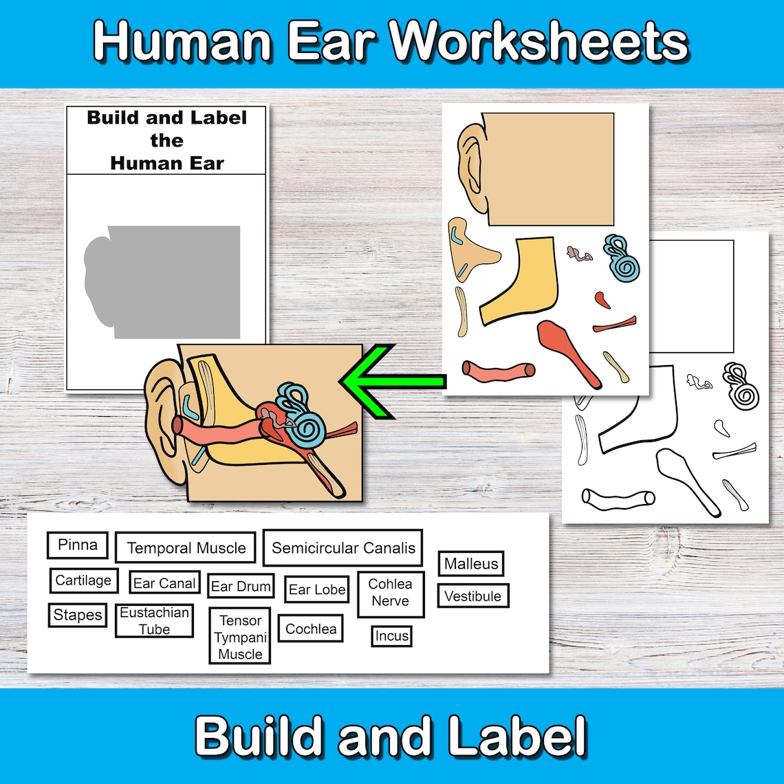 Build and Label the Human Ear | Anatomy Worksheets | Ear Activities ...