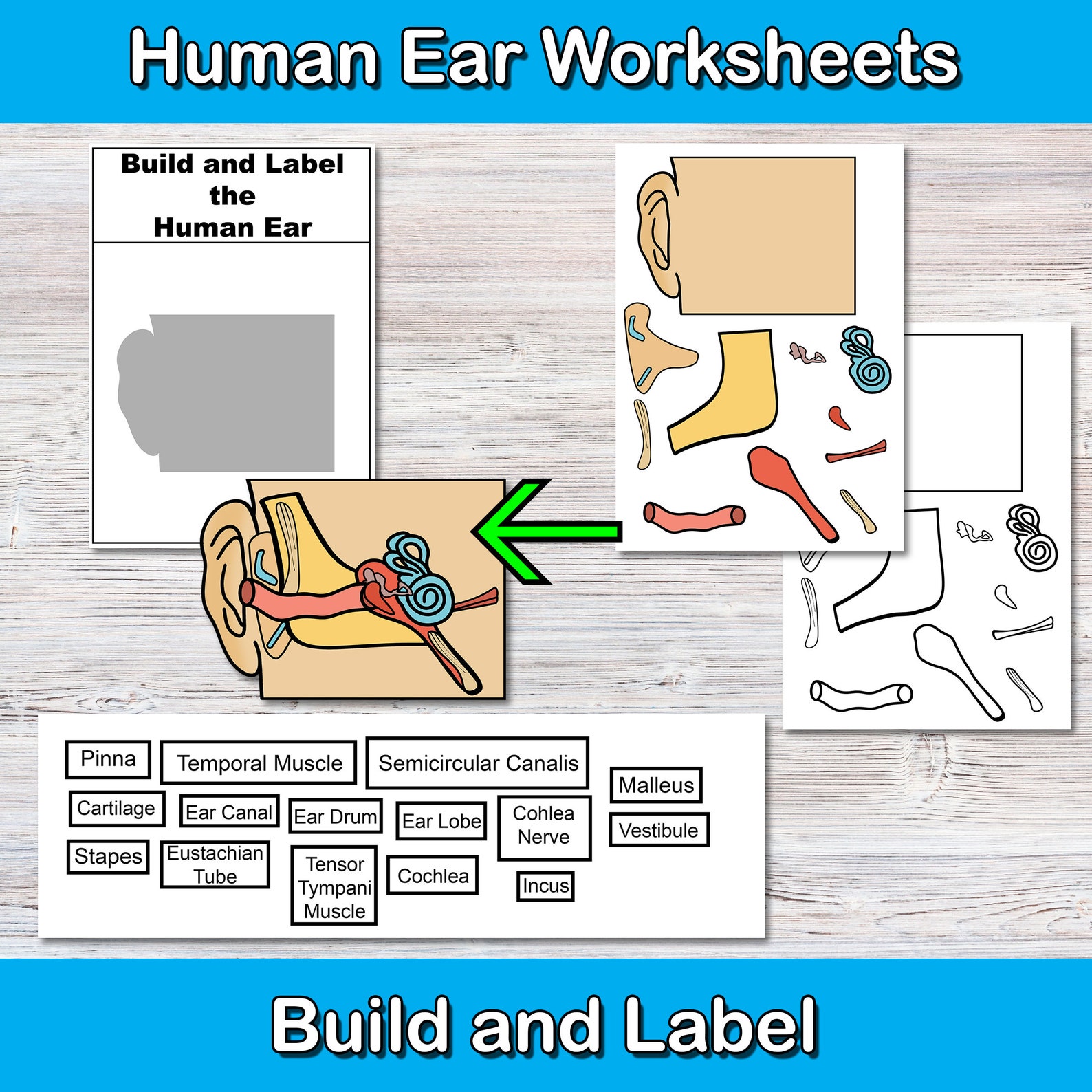 Build and Label the Human Ear | Anatomy Worksheets | Ear Activities ...