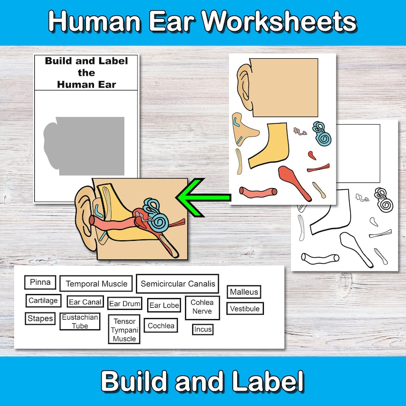 Build and Label the Human Ear | Anatomy Worksheets | Ear Activities ...