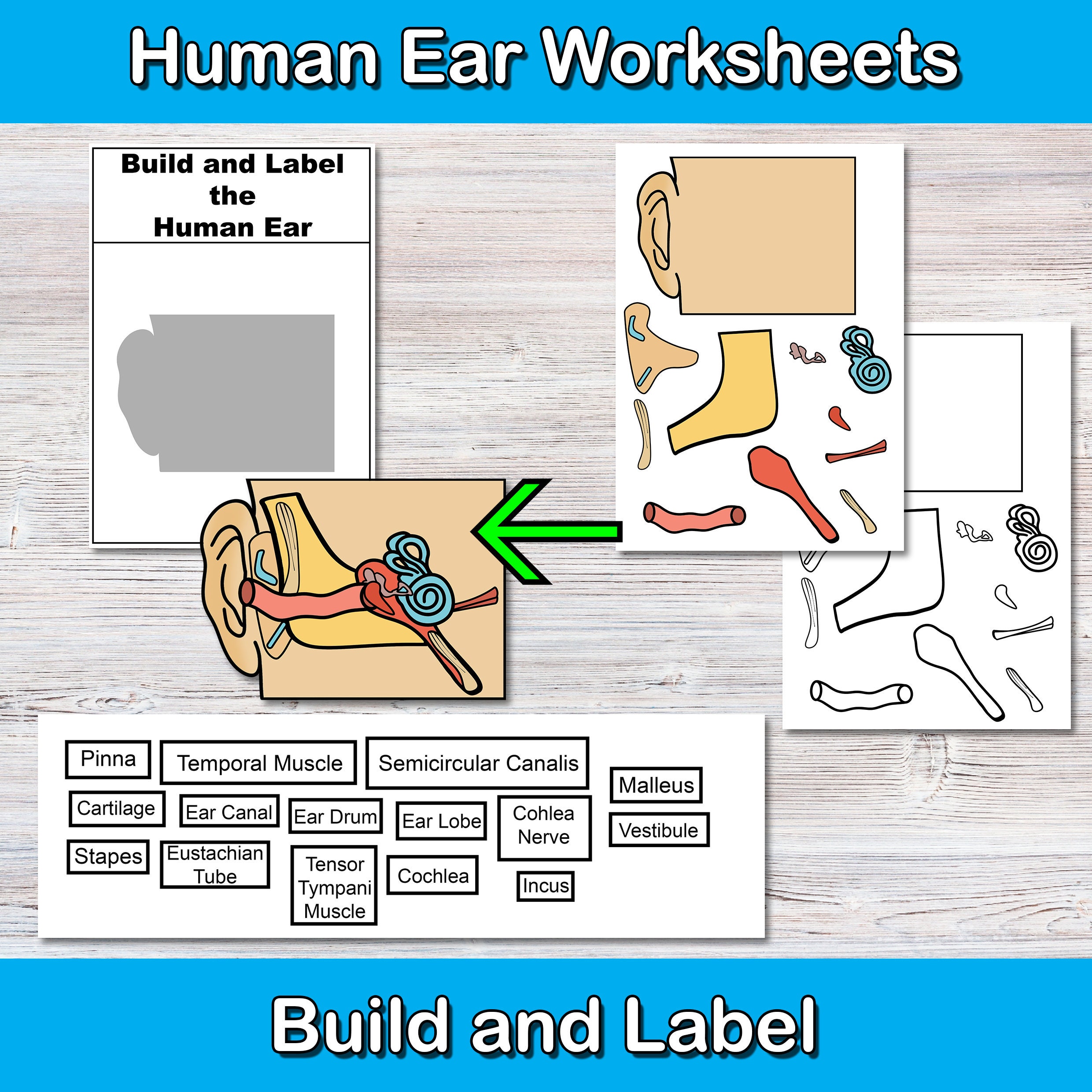 Build and Label the Human Ear | Anatomy Worksheets | Ear Activities ...