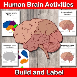 Label the Human Brain | Anatomy Craft | Biology Activity + Worksheet - Etsy
