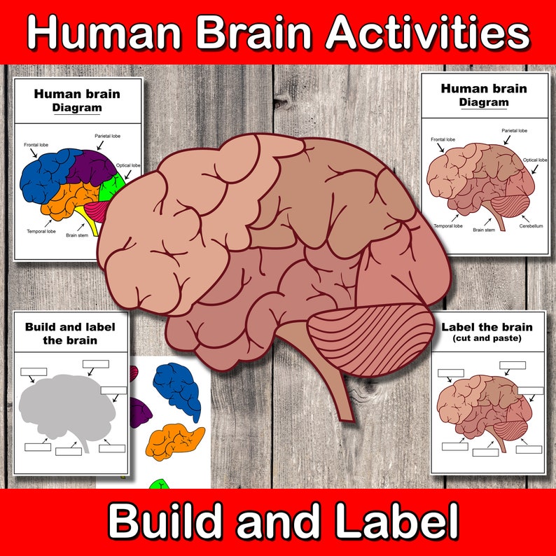 Label the Human Brain | Anatomy Craft | Biology Activity + Worksheet - Etsy