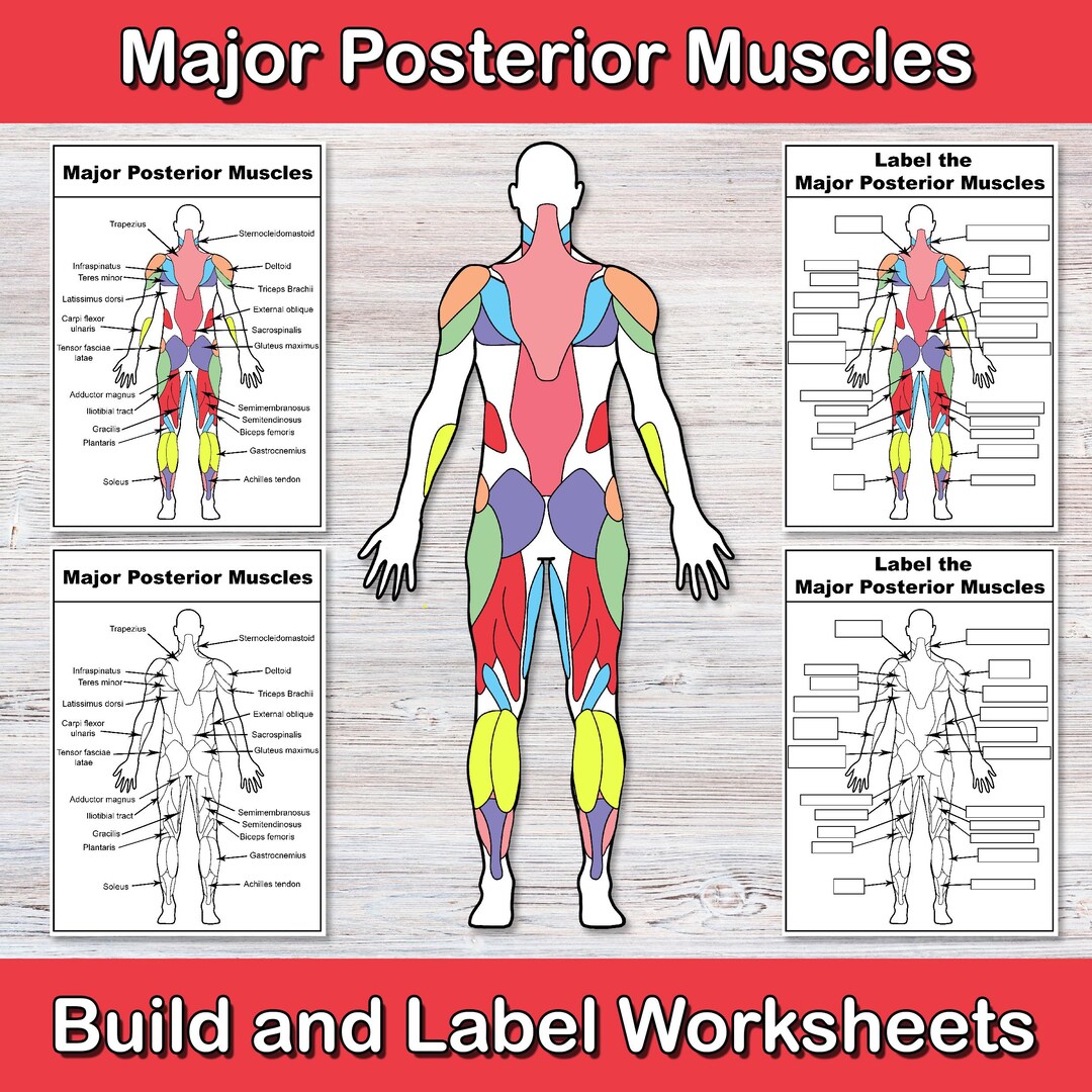 Build and Label the Posterior Muscles | Anatomy Worksheets | Muscle ...