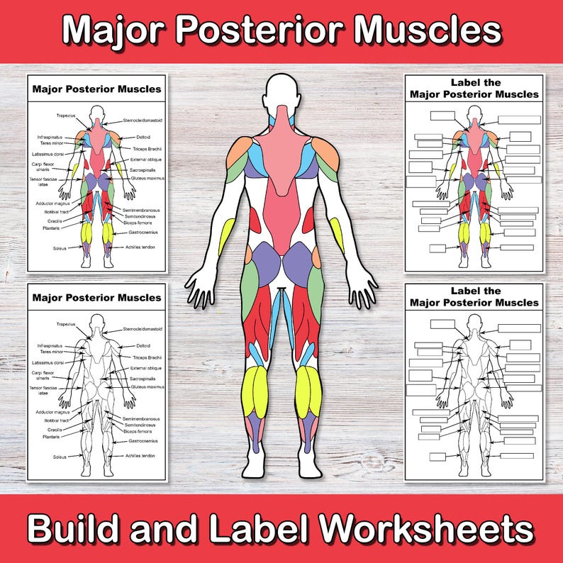 Build and Label the Posterior Muscles | Anatomy Worksheets | Muscle ...