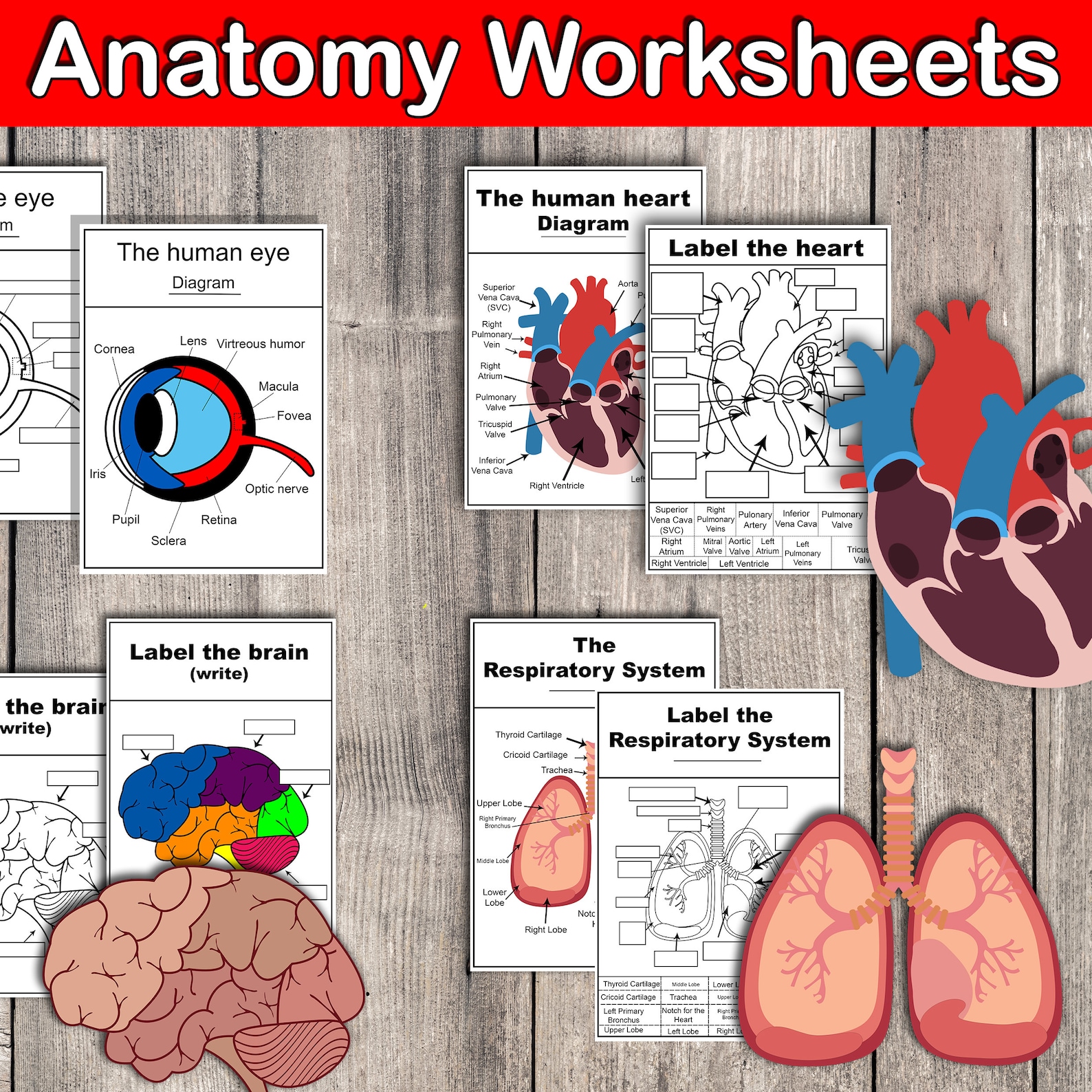 Anatomy Worksheet Mega Bundle | Build and Label the Human Body | Human ...