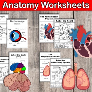 Anatomy Worksheet Mega Bundle | Build and Label the Human Body | Human ...