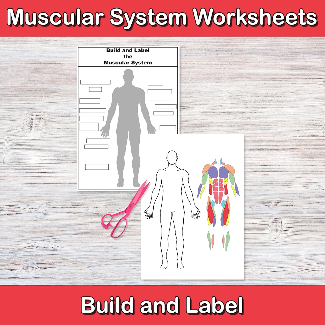 Build and Label the Muscular System | Anatomy Worksheets | Muscle ...