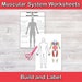 Build and Label the Muscular System | Anatomy Worksheets | Muscle ...