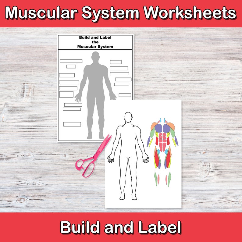 Build and Label the Muscular System | Anatomy Worksheets | Muscle ...