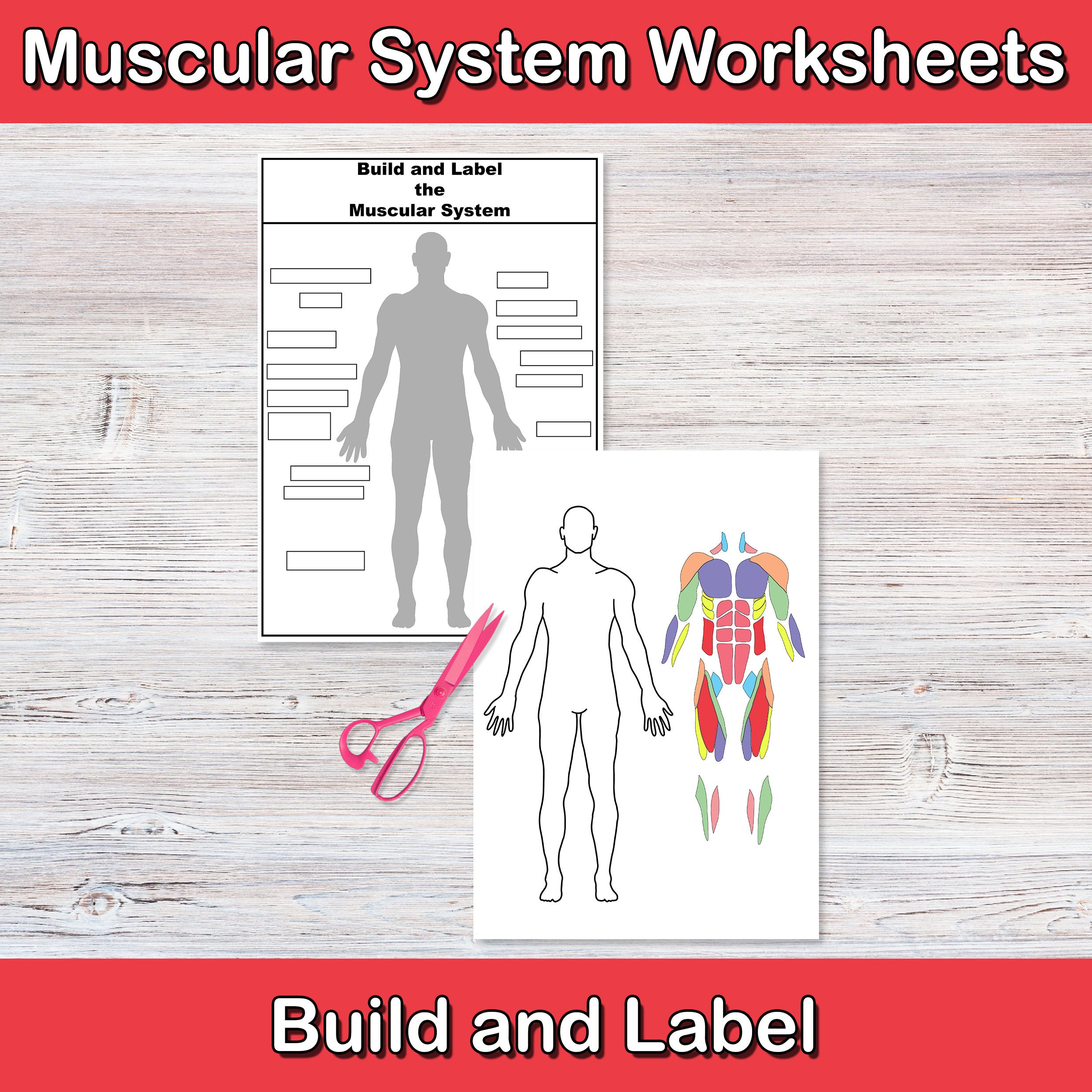 Build and Label the Muscular System | Anatomy Worksheets | Muscle ...