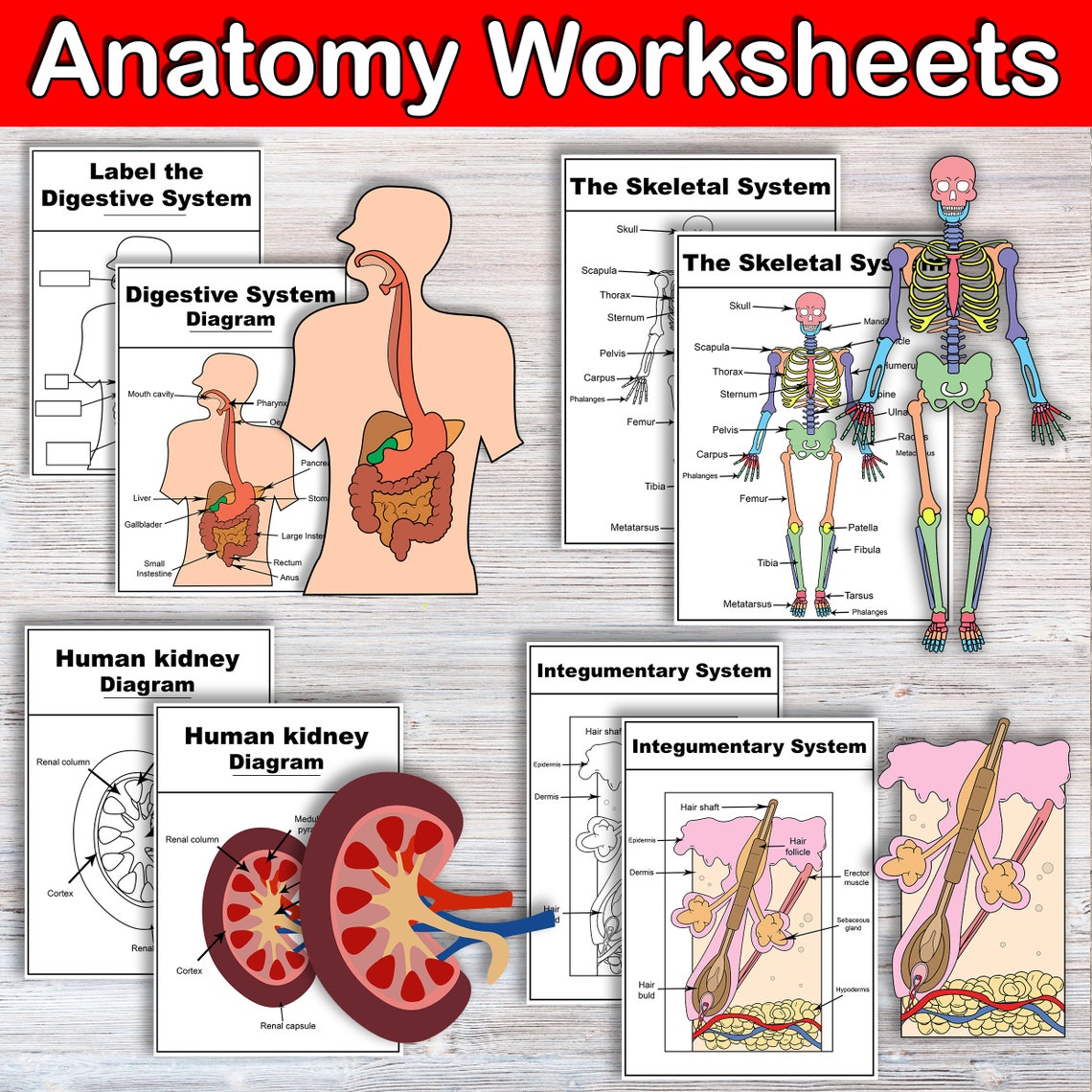 Anatomy Worksheet Mega Bundle | Build and Label the Human Body | Human ...