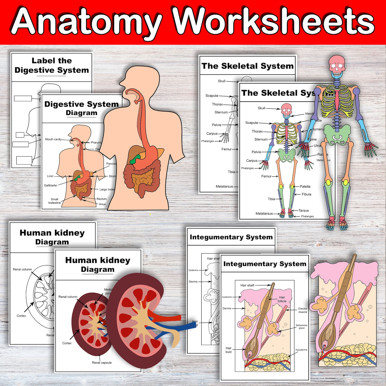 Anatomy Worksheet Bundle Build and Label the Human Body Human Anatomy ...