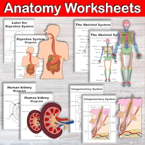 Anatomy Worksheet Mega Bundle | Build and Label the Human Body | Human ...
