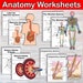 Anatomy Worksheet Mega Bundle | Build and Label the Human Body | Human ...
