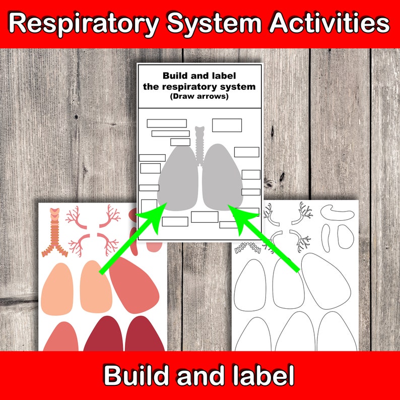Respiratory System Activities Build and Label the Human Lungs - Etsy
