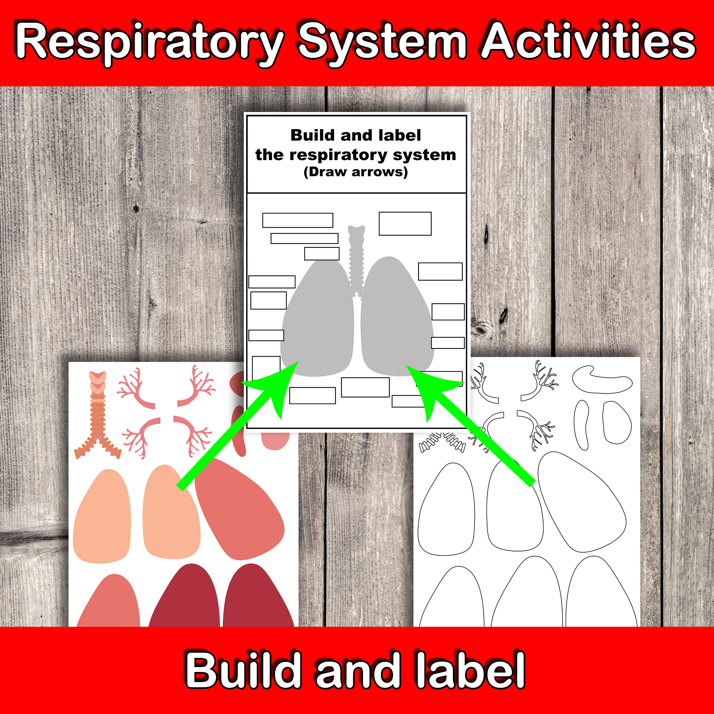 Respiratory System Activities Build and Label the Human Lungs - Etsy