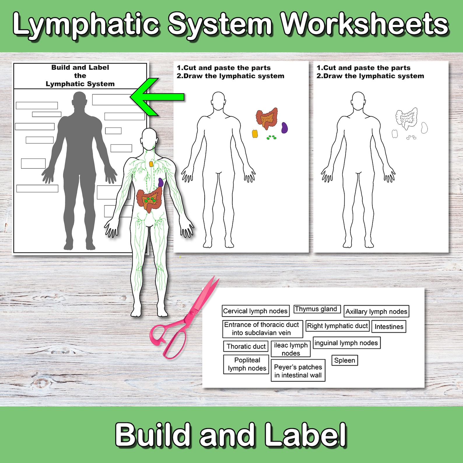 Build and Label the Lymphatic System | Anatomy Worksheets | Lymph ...
