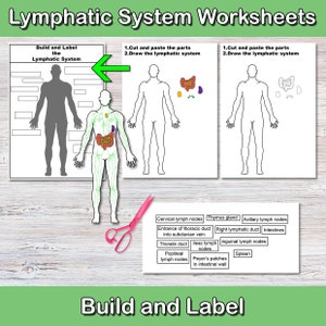 Build and Label the Lymphatic System | Anatomy Worksheets | Lymph ...