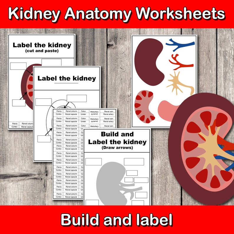 Build and Label the Human Kidney Anatomy Worksheets Biology Activity - Etsy