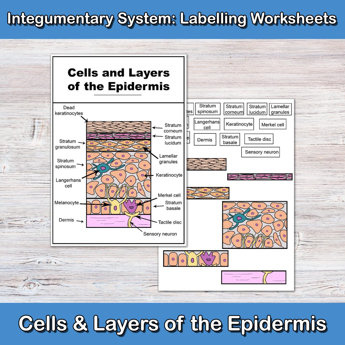 Build and Label the Integumentary System | Anatomy Worksheets | Skin ...