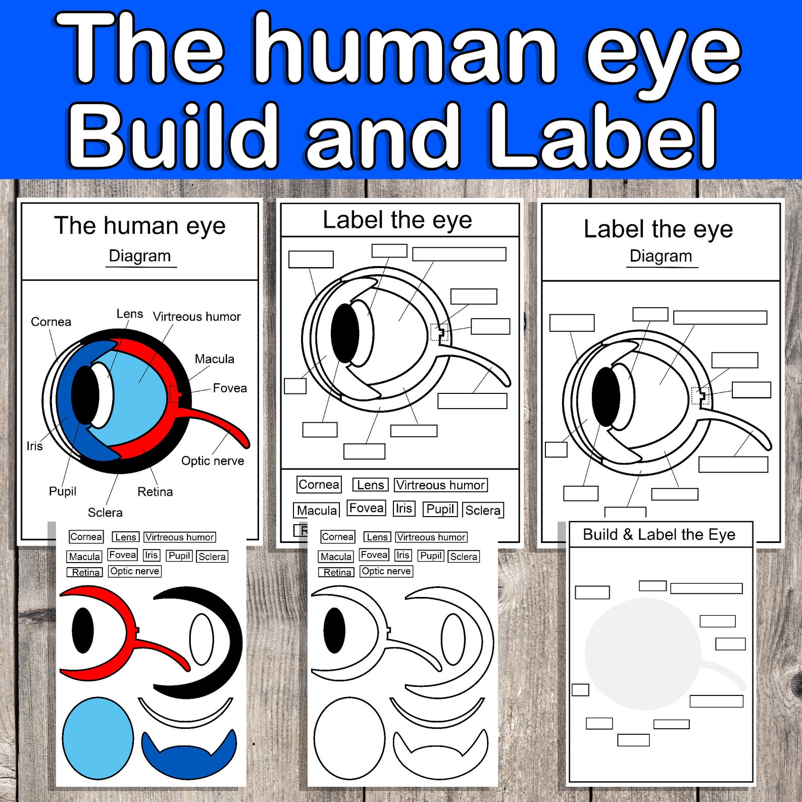 The Human Eye, Build and Label the Eye , Biology, Human Anatomy Poster ...