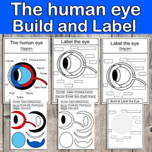 The Human Eye, Build and Label the Eye , Biology, Human Anatomy Poster ...