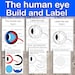 The Human Eye, Build and Label the Eye , Biology, Human Anatomy Poster ...