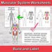 Anatomy Worksheet Mega Bundle | Build and Label the Human Body | Human ...