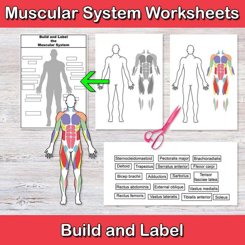 Anatomy Worksheet Mega Bundle | Build and Label the Human Body | Human ...