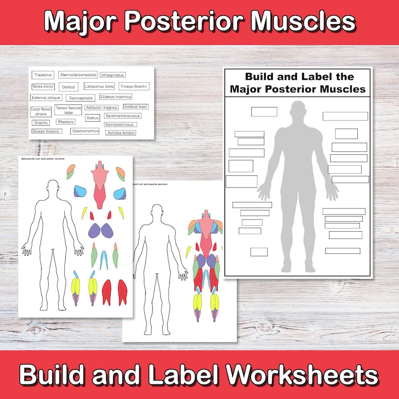 Build and Label the Posterior Muscles | Anatomy Worksheets | Muscle ...